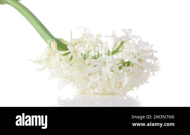 Dried hyacinth flowers Stock Videos & Footage - HD and 4K Video Clips ...
