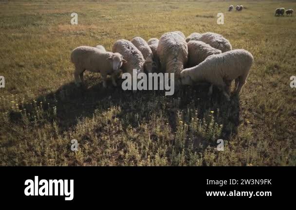 Farm animal crowd animals Stock Videos & Footage - HD and 4K Video ...