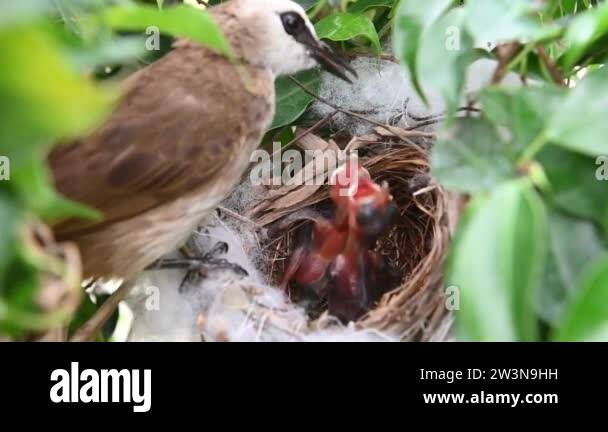 2 day old of baby birds in a nest of yellow-vented bulbul (Pycnonotus ...