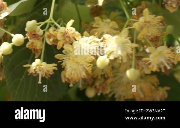 Beautiful natural plant video background close-up flowering linden tree ...