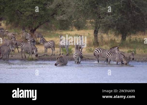 Watering of animals Stock Videos & Footage - HD and 4K Video Clips - Alamy