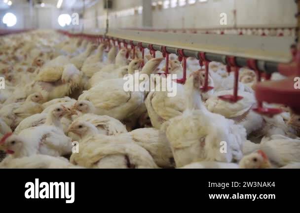 Poultry farm. Chickens for fattening on a modern poultry farm. Lots of ...