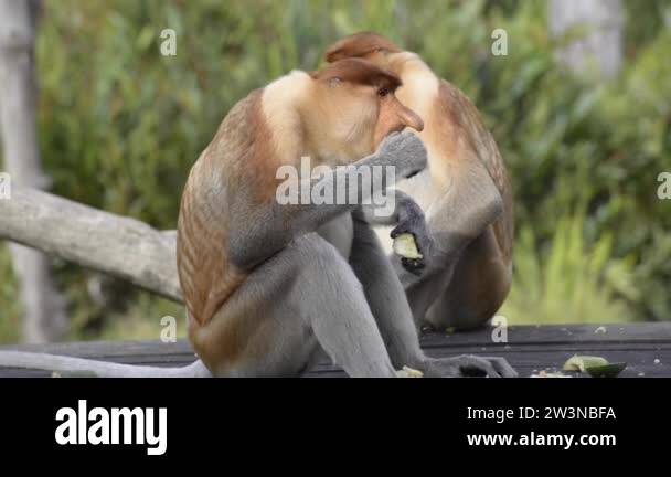 Proboscis monkey (Nasalis larvatus) or long-nosed monkey. Old World ...