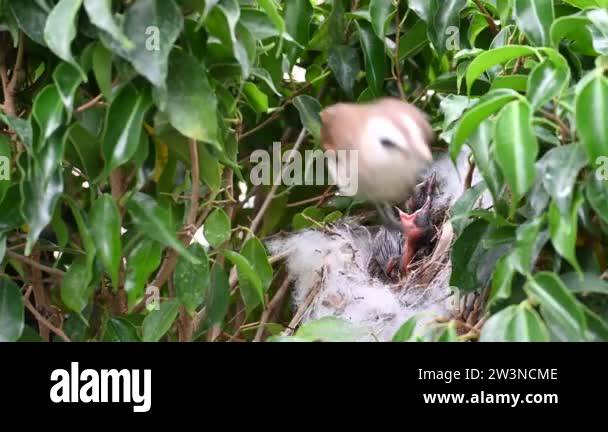 6 day old new born of baby birds in a nest of yellow-vented bulbul ...