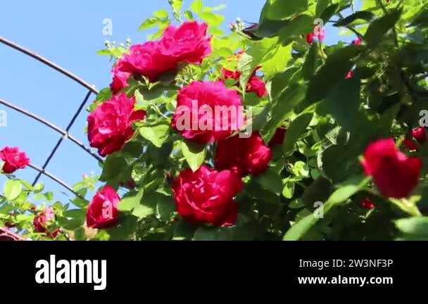 Beautiful red roses grow in the garden. Weaving roses. A lot of green ...