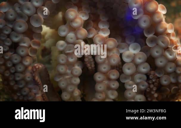 Weird octopus with suckers on arms. Giant squid tentacles macro close ...