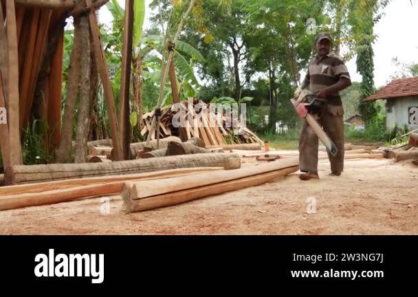 Man cutting palm tree Stock Videos & Footage - HD and 4K Video Clips ...