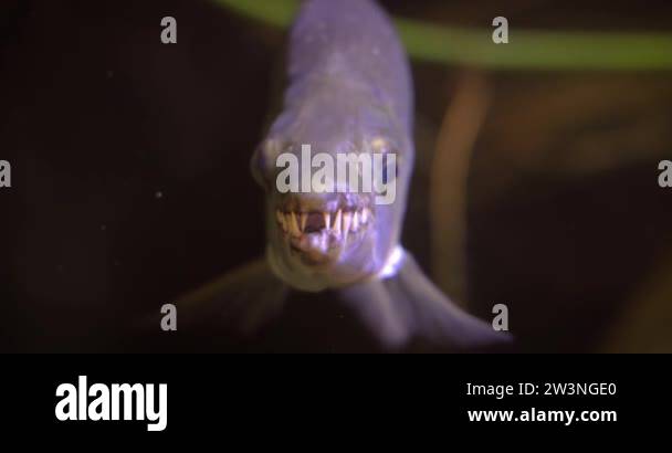 Hydrocynus goliath, also known as the goliath tigerfish, giant ...