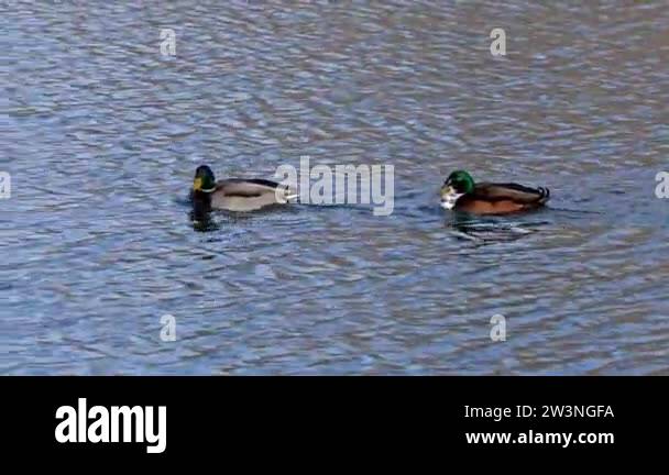 The mallard or wild duck, Anas platyrhynchos is a dabbling duck which ...
