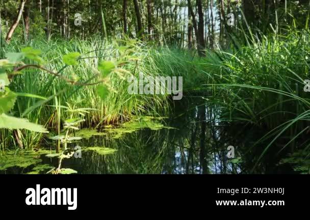 Restored natural water retention reservoirs. Wild wetland with the ...