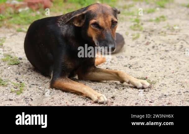 Sitting rhodesian ridgeback Stock Videos & Footage - HD and 4K Video ...
