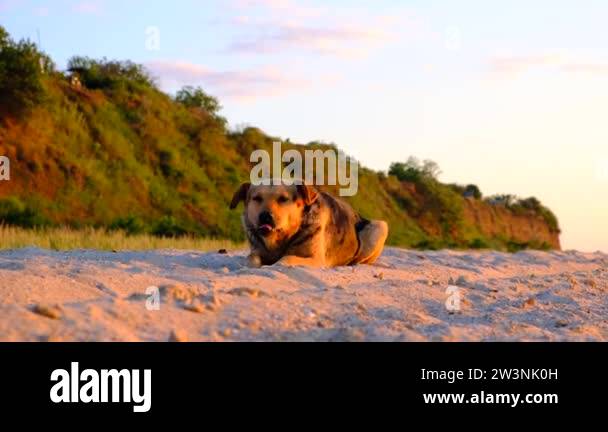 Dog with short fur lies on a golden sandy beach watch and sunbathes at ...
