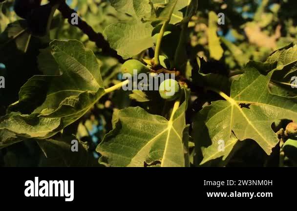 Fresh fig tree leaves Stock Videos & Footage - HD and 4K Video Clips ...