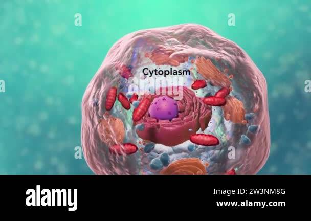 All chromosomal DNA is stored in the cell nucleus, separated from the ...