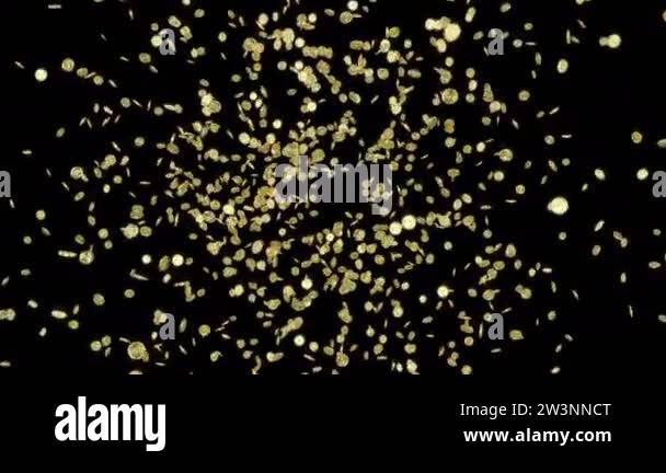 Explosion of gold coins turning into a tornado on black. 3D animation ...