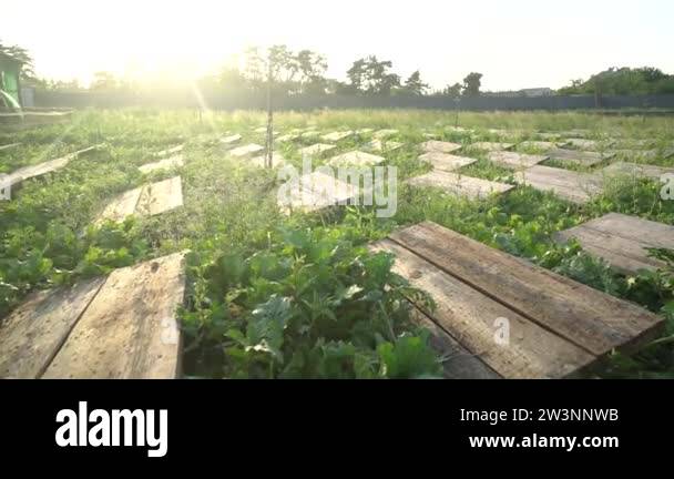 Active escargots on wooden shelves in agriculture snails farm. Snail ...