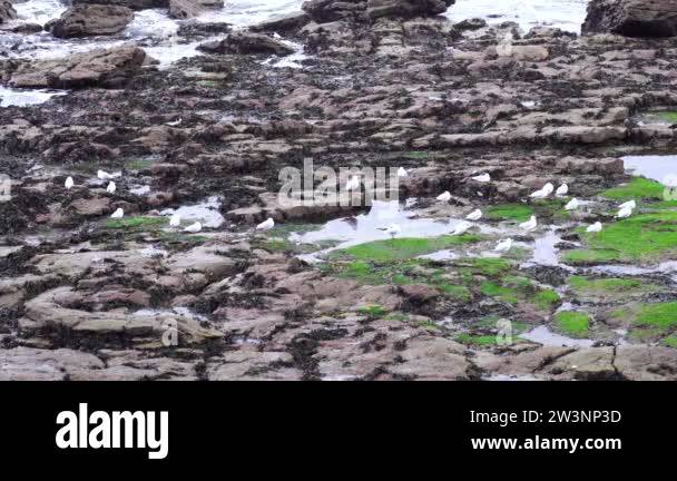 Worm eating birds Stock Videos & Footage - HD and 4K Video Clips - Alamy