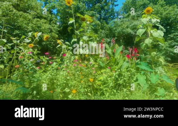 Spring flowers and insects Stock Videos & Footage - HD and 4K Video ...