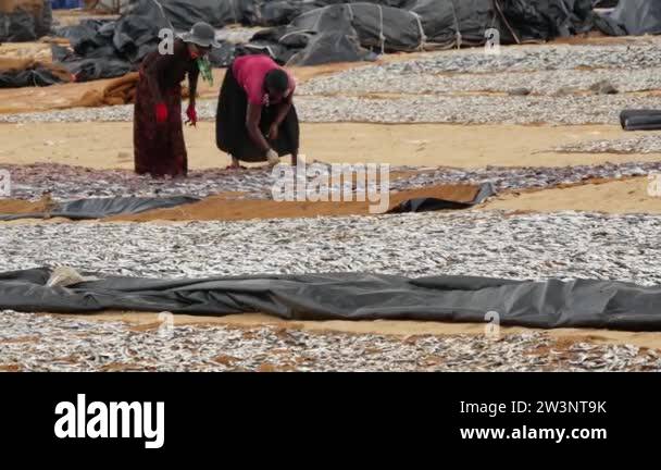 Woman turning the fish around to dry at the beach in Negombo, west ...
