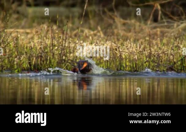 Oxbow rivers Stock Videos & Footage - HD and 4K Video Clips - Alamy
