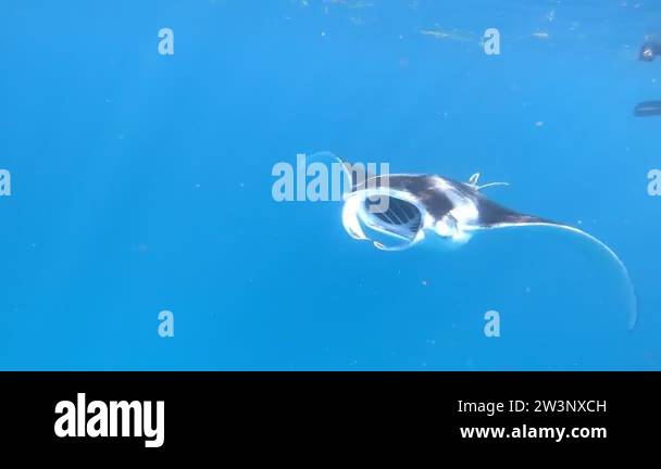 Stingray swims under blue water Stock Videos & Footage - HD and 4K ...