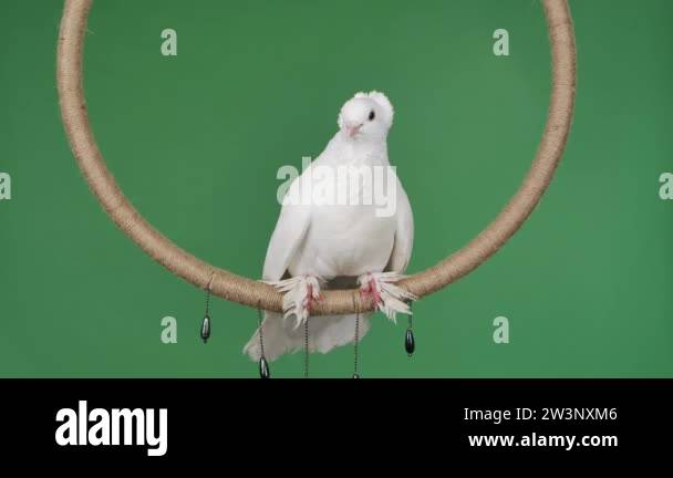 A real dove with beautiful white plumage sits on the ring and looks ...