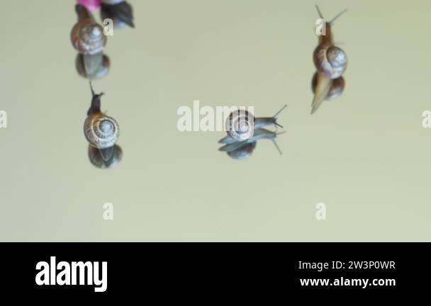 Ball time lapse Stock Videos & Footage - HD and 4K Video Clips - Alamy