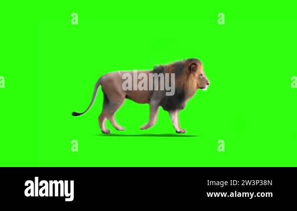 Real Lion Walking Green Screen Stock Video Footage - Alamy