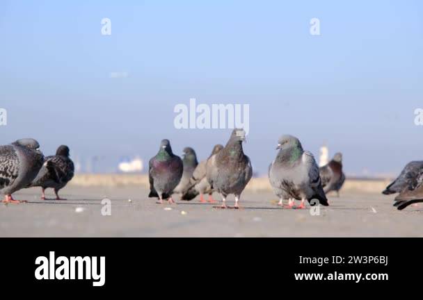 Groups of doves and pigeons standing near the bosphorus shore. Doves ...