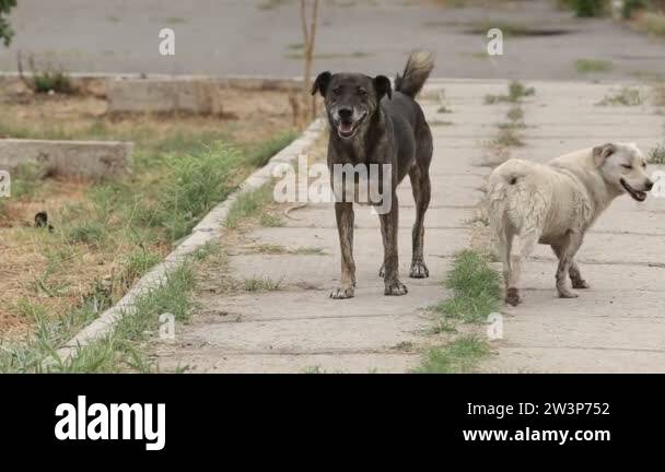 A shelter for dogs where different types of stray dogs live. Dogs drink ...