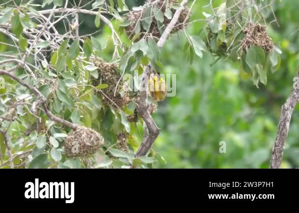 Building a bird nest in a tree Stock Videos & Footage - HD and 4K Video ...