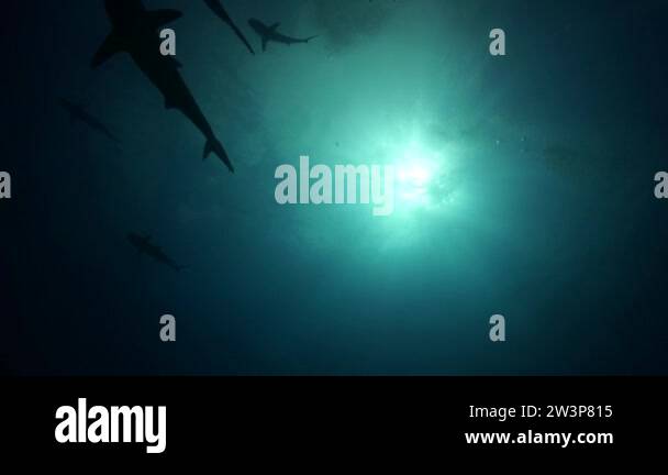 Requins requins Stock Videos & Footage - HD and 4K Video Clips - Alamy