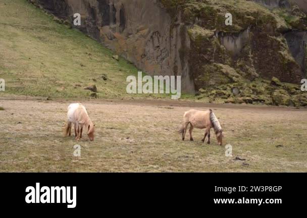 Cream colored field Stock Videos & Footage - HD and 4K Video Clips - Alamy