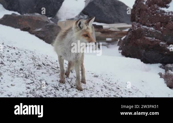 Red fox arctic fox Stock Videos & Footage - HD and 4K Video Clips - Alamy