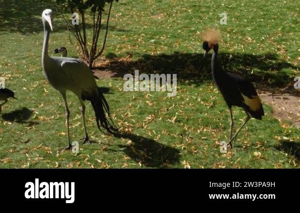 Crowned crane birds blue Stock Videos & Footage - HD and 4K Video Clips ...