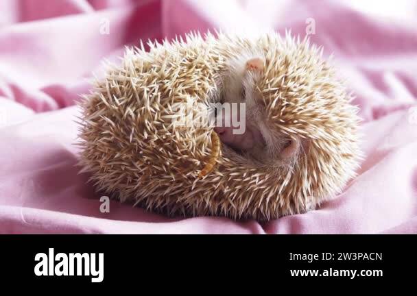 Hedgehog eating worm Stock Videos & Footage - HD and 4K Video Clips - Alamy