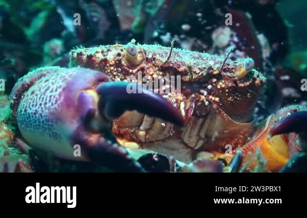 Rare invertebrates Stock Videos & Footage - HD and 4K Video Clips - Alamy