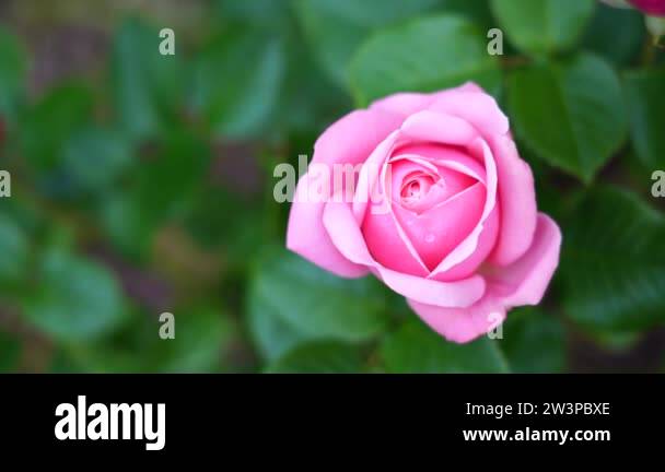 English hybrid Stock Videos & Footage - HD and 4K Video Clips - Alamy