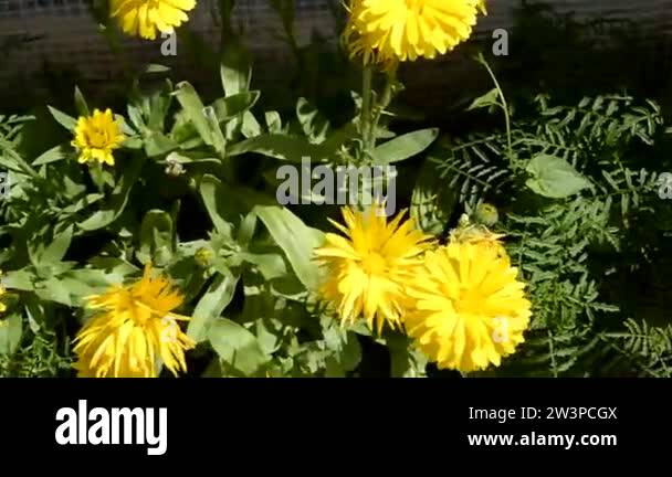 Marigold flowers different colors growing Stock Videos & Footage - HD ...