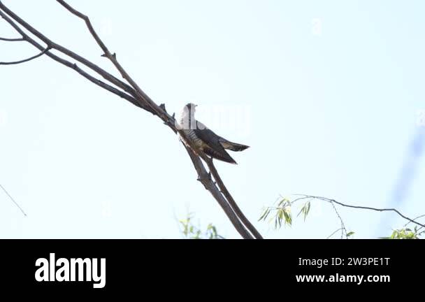 Cuculus canorus brood parasite Stock Videos & Footage - HD and 4K Video ...