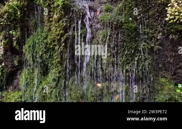 Preservation background Stock Videos & Footage - HD and 4K Video Clips ...