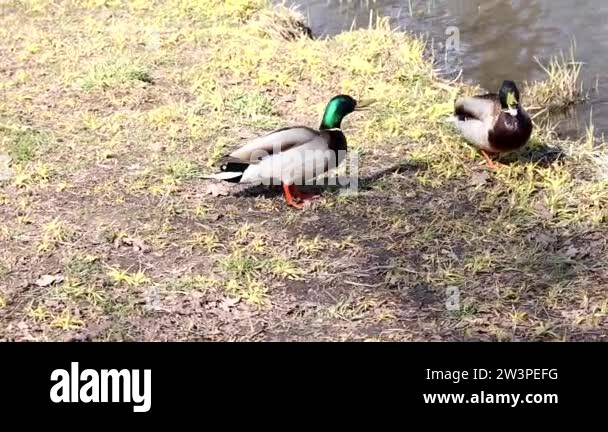 Battle survival Stock Videos & Footage - HD and 4K Video Clips - Alamy