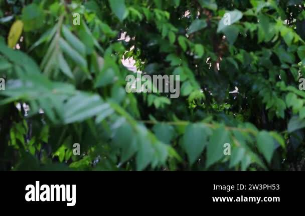 Boy tree shade Stock Videos & Footage - HD and 4K Video Clips - Alamy