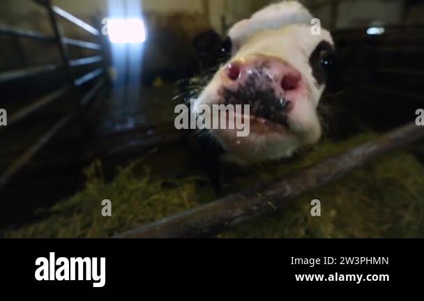 Cow hey Stock Videos & Footage - HD and 4K Video Clips - Alamy