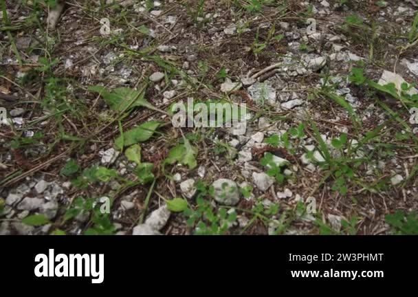 Broken glass grass Stock Videos & Footage - HD and 4K Video Clips - Alamy