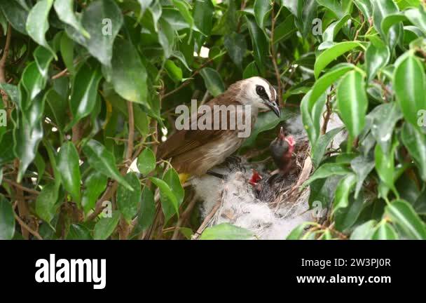 6 day old new born of baby birds in a nest of yellow-vented bulbul ...