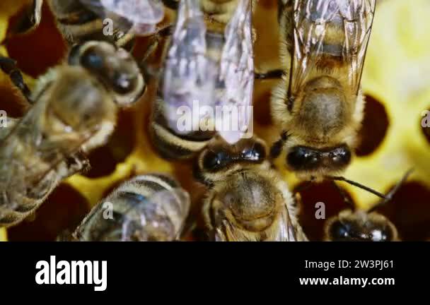 Bees seal the honeycomb in apiary. Life of apis mellifera. Concept of ...