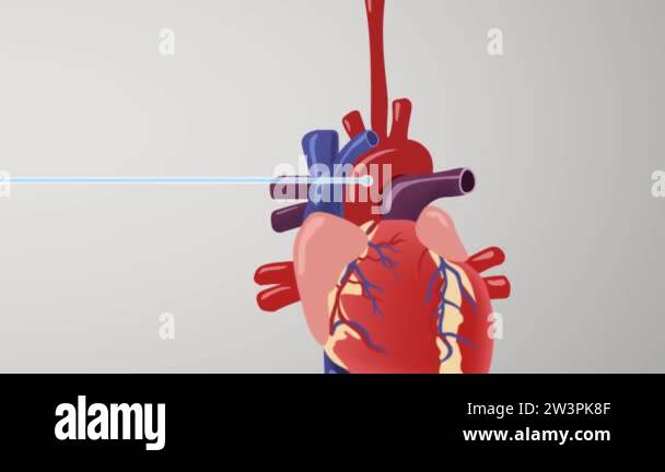 Animation of the medulla oblongata, part of the brainstem responsible ...