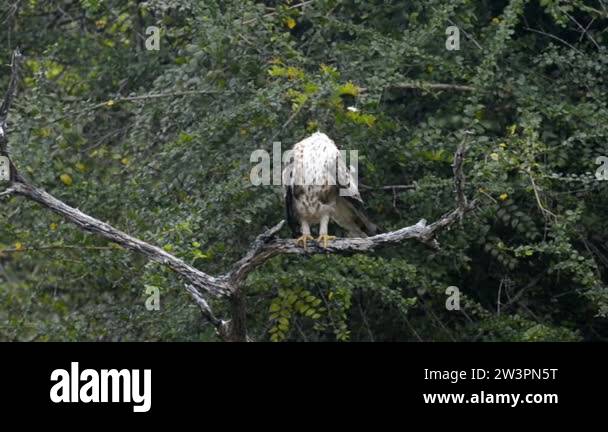 Hawk eagle tourism travel Stock Videos & Footage - HD and 4K Video ...