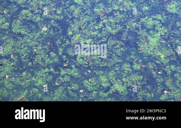 Algae body Stock Videos & Footage - HD and 4K Video Clips - Alamy